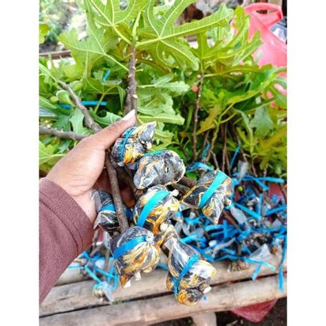 Jual The Best Bibit Tanaman Buah Tin Aneka Varian Bibit Dari Induk Yg