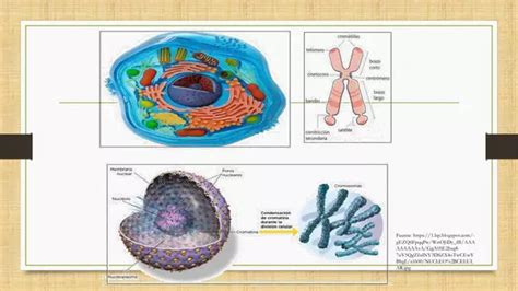 Electivo 3 Md Biologia Celular Y Molecular Ppt La Relación Entre