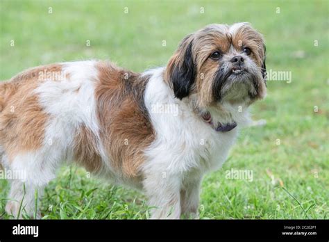 Shih Tzu Spitz Mix Atelier Yuwa Ciao Jp