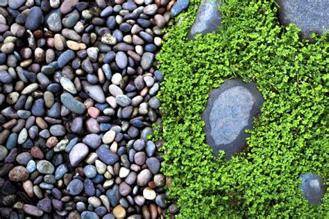 Разсадник за декоративни растения Йосифов