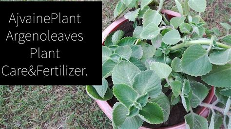 Ajwain Plant Care Ajwain Medicinal Plant Prapogation Aregeno Leave