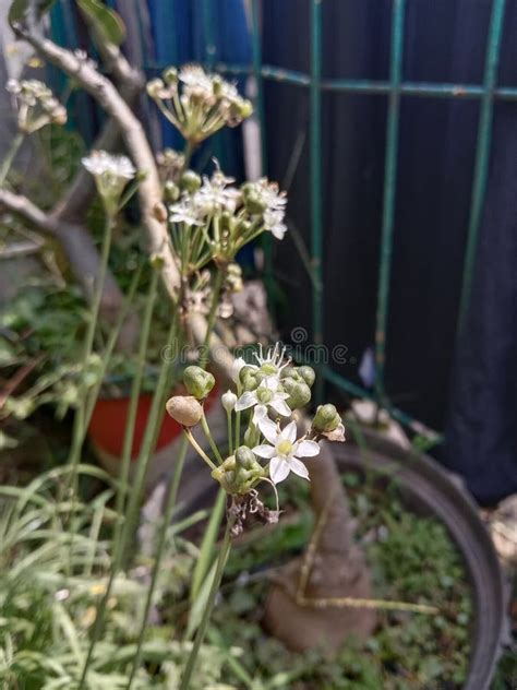 Plant Onion Flowers In Your Yard Using A Small Plot Of Land Stock Image