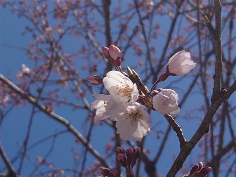 2023 天龍峡の桜開花宣言しました 天龍峡温泉観光協会 名勝天龍峡の川下りや桜紅葉情報長野県飯田市