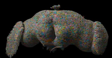Every Neuron And Synapse Of A Fruit Flys Brain Have Been Mapped And