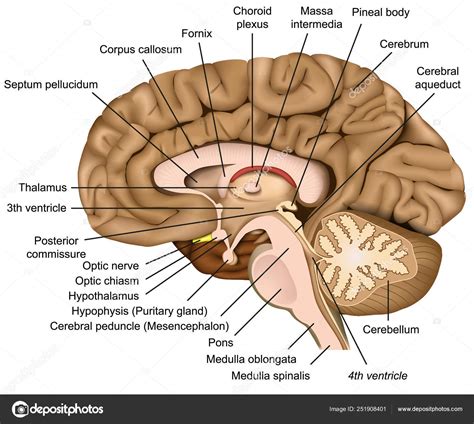 Sintético 102 Foto Imágenes De Un Cerebro Y Sus Partes Lleno