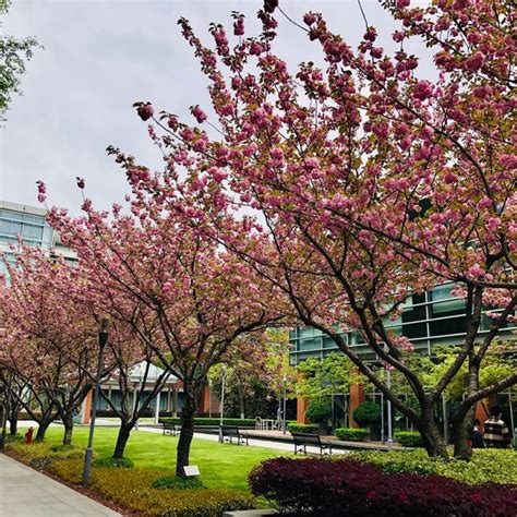 Microsoft Shanghai Zizhu Campus Minhang 上海市