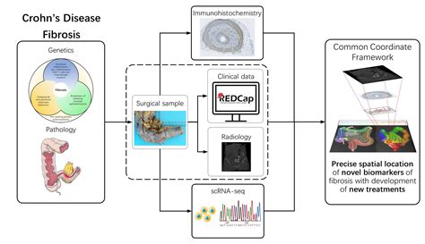 The Promise Of Single Cell Rna Sequencing To Redefine The Understanding Of Crohns Disease