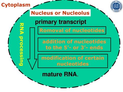 PPT Chapter RNA Post Transcriptional Processing PowerPoint Presentation ID