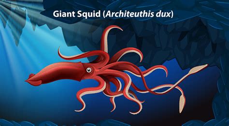 Giant Squid Vector Stock Illustration Download Image Now Giant