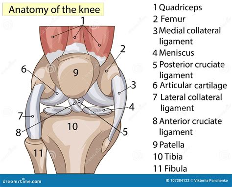 Anatomy Subscribe Structure Knee Joint Vector