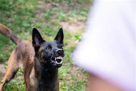 Dog Bite Statistics By Dog Breed Zucker Personal Injury And Accident