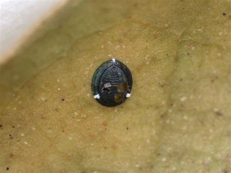 シイノキコナジラミの寄生蜂 ハラビロクロバチ科Amitus 属の一種 長坂蛾庭