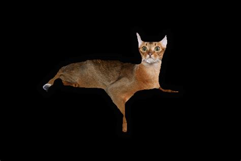 C Opencv Using A Trimap Image Stack Overflow