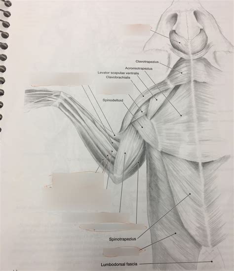 Left Forearm 1 Diagram Quizlet