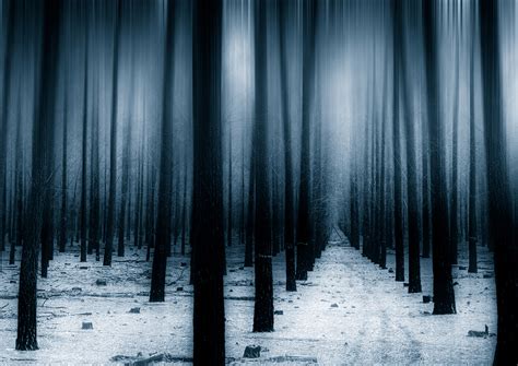 Dark Forest Woods Snow Winter 8k Wallpaper HD Nature Wallpapers 4k