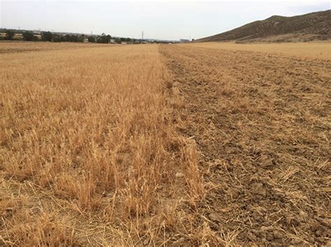 Cooperativas Prevé 176 Mt De Cosecha Nacional De Cereales En 202223