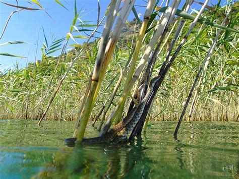 Mating Snakes Photo Macedonia