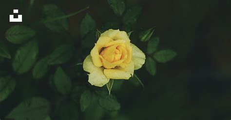 근접 촬영 노란 장미 꽃 사진 Unsplash의 무료 모로코 이미지