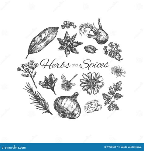 Herbs And Spices Collectionvector Hand Drawn Illustration Isolated