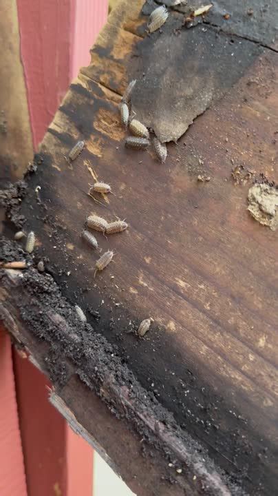 Dr Mohammed El Damir On Linkedin Sowbugs Pestcontrol
