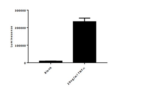 293t Nfκb Luc2 Reporter Cell Line Kyinno Bio