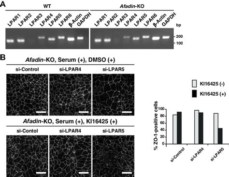 Involvement Of LPAR In The Serum Promoted AJC Organization A The