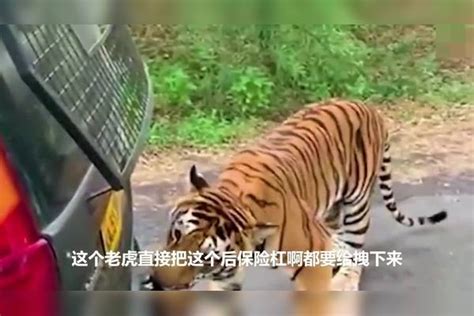 动物攻击汽车 人类破坏野生环境，大象愤怒的攻击人类和汽车！汽车人类攻击