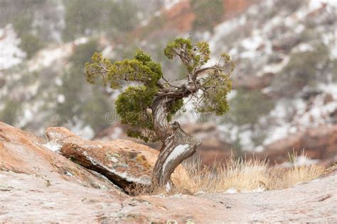 Small Juniper Tree With Snow Stock Image Image Of Outdoor Winter