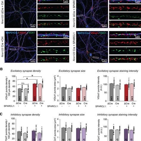 Recombinant Sparcl1 Increases Spontaneous Excitatory But Not Inhibitory