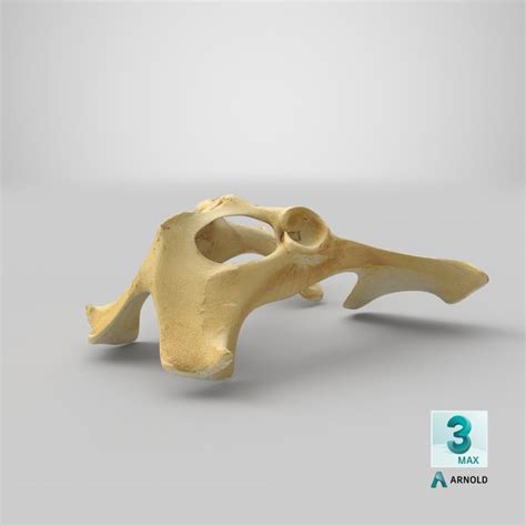 3d Domestic Aurochs Bos Primigenius Model Turbosquid 1574901
