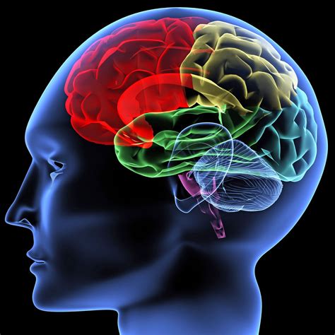 Do We Really Use Only 10 Percent Of Our Brain Britannica