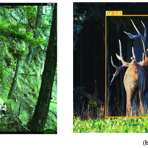 Animal Species Detection By Using A Regular Convolution B