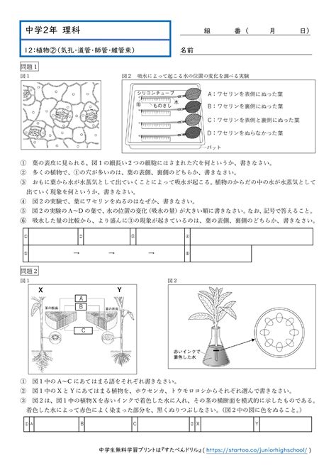 中2理科「植物のからだのつくりとはたらき」学習プリント練習問題 無料ダウンロード印刷
