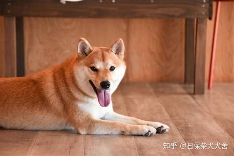 『摸狗小知识』第一次勿摸头，柴犬最喜欢被摸的部位 知乎