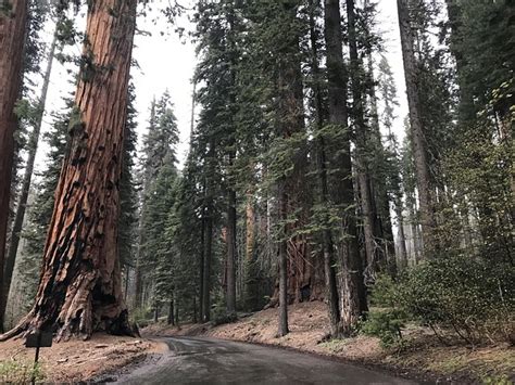 Sequoia Park Redwood Free Photo On Pixabay Pixabay