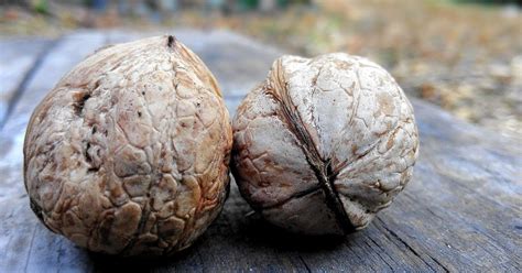 Как использовать ореховую скорлупу для растений Со Вкусом