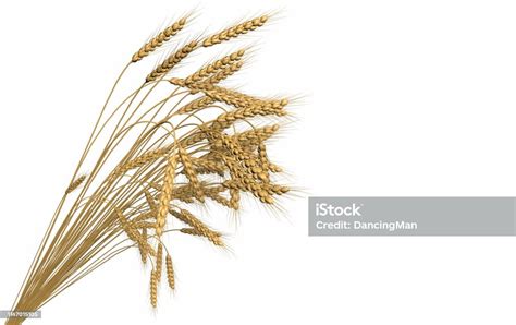 흰색 배경에 고립 된 밀 스파이크의 현대 무리의 산업 3d 그림농업 곡초류에 대한 스톡 사진 및 기타 이미지 곡초류 귀 부분 노랑 Istock