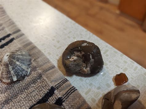 I Found These 2 Snail Fossils At Moolack Beach In Newport Or But