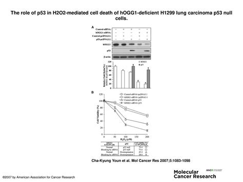 The Role Of P53 In H2o2 Mediated Cell Death Of Hogg1 Deficient H1299
