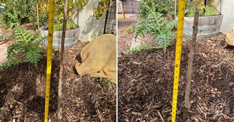 When And How To Prune Fruit Trees Growing In The Garden