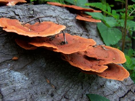 Klasifikasi Ciri Ciri Kingdom Fungi Dan Cara Perkembangbiakannya