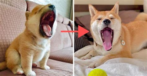 アゴがはずれそうなほどの大きなあくび！！ 柴犬ちゃんの大胆な仕草は成長しても変わらない♪ Peco（ペコ）
