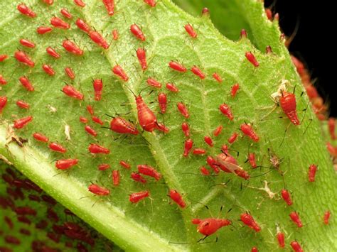 Red Aphids Insect Facts Uroleucon A Z Animals