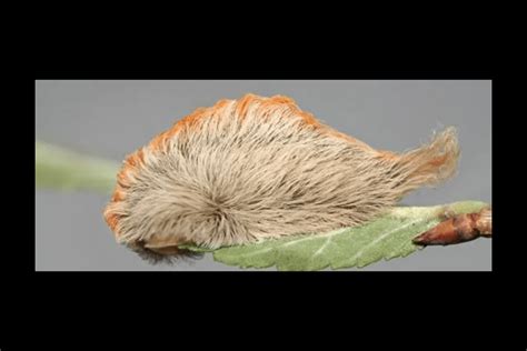 Asp Caterpillar General Fruit Growing Growing Fruit
