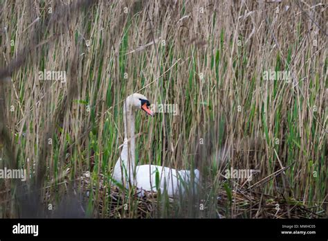 A Swan Incubating Eggs In The Nest Stock Photo Alamy