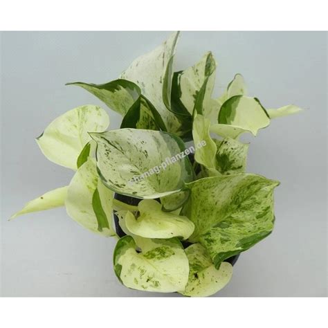 Epipremnum Manjula Oder Happy Leaf Efeutute