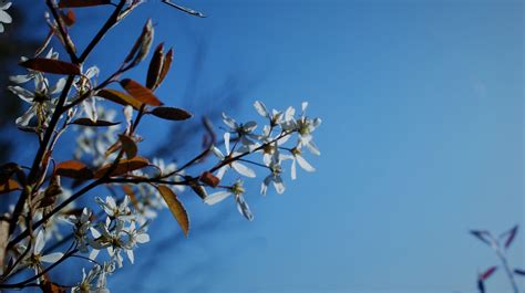 Currant Tree Blossom White Free Photo On Pixabay Pixabay