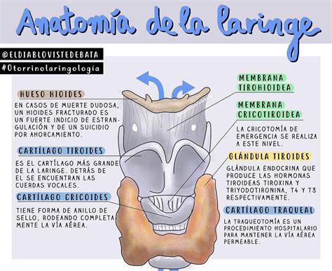 Anatomía de la Laringe Fuente Iván muymedico Instagram Anatomia y