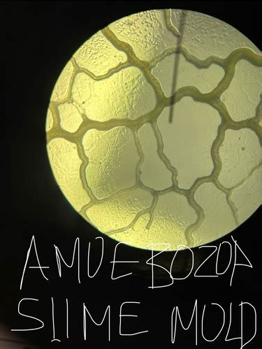 Eukarya Clades And Phyla Flashcards Quizlet