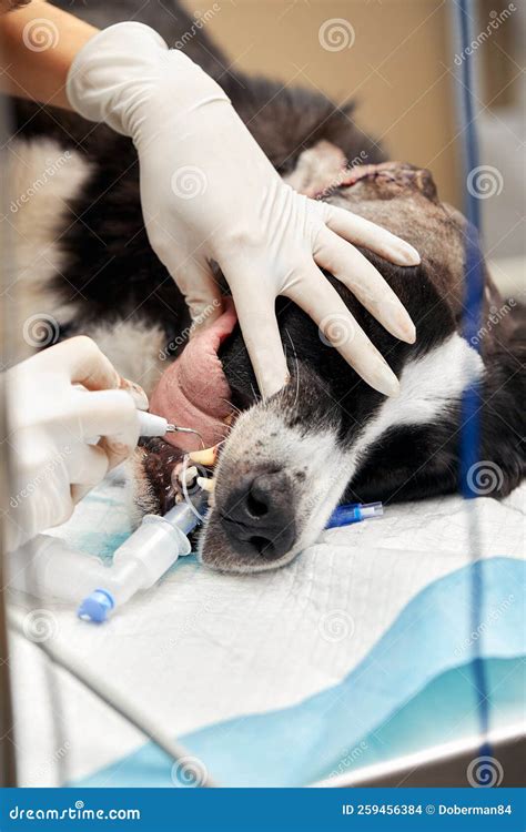 Close Up Procedure Of Professional Teeth Removing Dog In A Veterinary